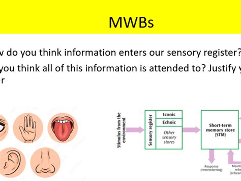 Aqa Psychology Multi Store Model Teaching Resources