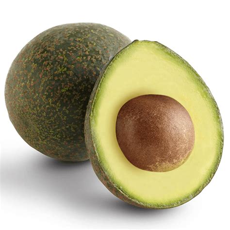 Avocado Sir Prize Otto And Sons Nursery