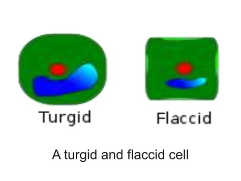2 Osmotic Pressure Osmotic Potential Turgor Pressure Wall Pressure