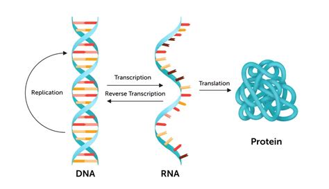Retrovirus Life Cycle