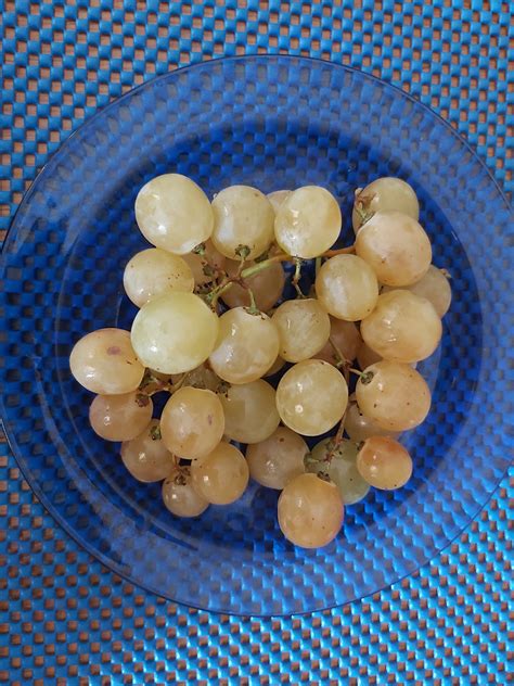 Читателката On Twitter Италијански мускат старите го викаат и таљанка Според мене крал на