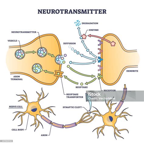 Neurotransmitter Process Detailed Anatomical Explanation Outline Diagram Stock Illustration