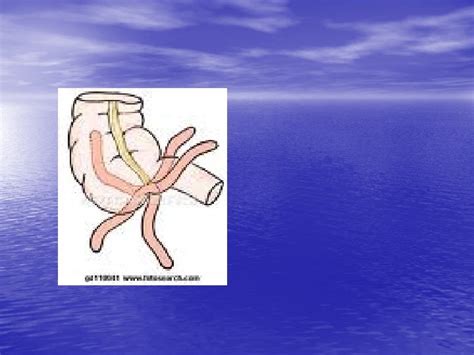 APPENDICITIS Anatomy And Physiology Of Appendix The Appendix