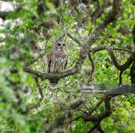 Burung Hantu Duduk Di Pohon Melihat Melalui Cabangcabang Dahan Pohon