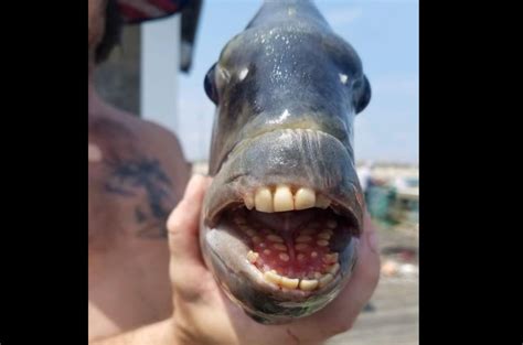 Fish With Human Looking Teeth Terrifies Beachgoers In Us The Independent