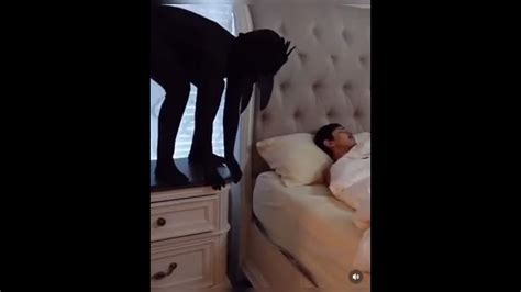 Видео от Бобик в гостях у Барбоса — Видео от Бобик в гостях у Барбоса ВКонтакте