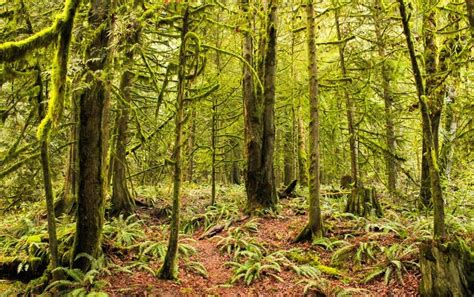 Do Trees Really Support Each Other Through A Network Of Fungi Scientific American