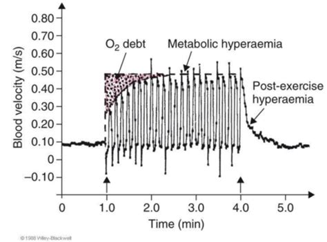 Cvs The Cvs During Exercise Flashcards Quizlet