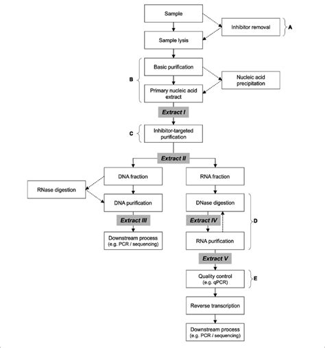 Suggested DNA RNA Co Extraction Workflow For Environmental Samples Download Scientific