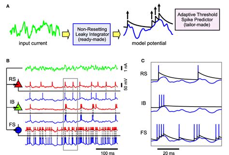 Figure 1 From Frontiers In Computational Neuroscience Computational Neuroscience Made To Order
