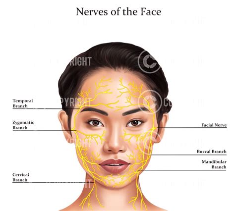 Nerves Of The Face Botox And Filler Injector Aesthetic Practice