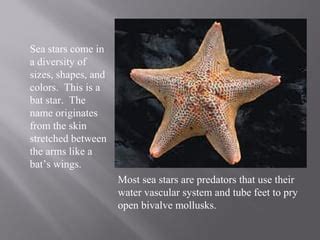 Crinoids And Sea Star Notes Ppt