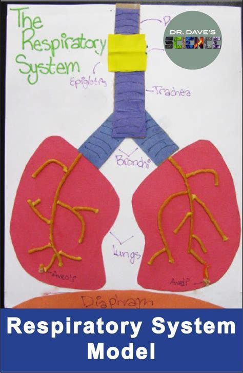 Respiratory System Model Project