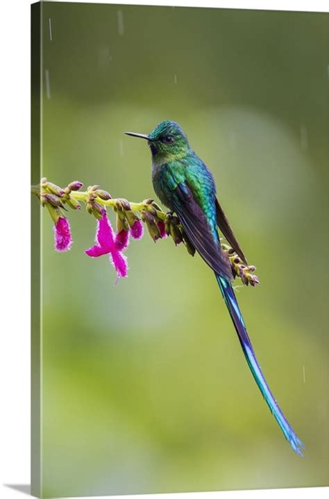 Violet Tailed Sylph Cloud Forest Of Ecuador Great Big Canvas