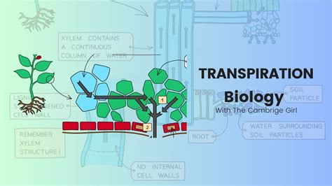Transpiration In Plants Biology Stage 9 Checkpoint And Igcse Biology