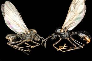 Why Do Birds Have Zw Sex Chromosomes Instead Of Xy Why Do Birds Have Zw Sex Chromosomes Instead Of Xy