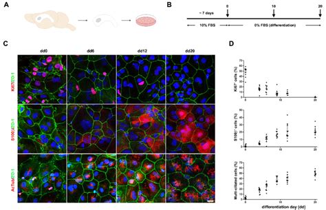 Establishment Of Primary Ependymal Cell Cultures From The Lws Of Brain