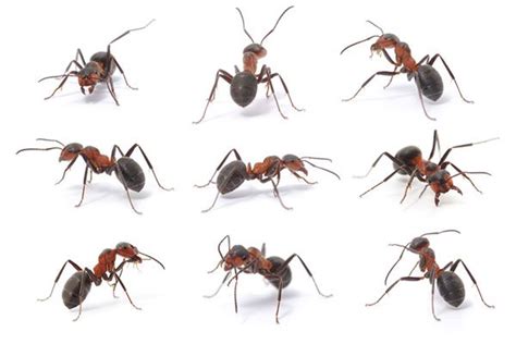 Different Types Of Ants Ant Types Ant Tattoo Tattoos Get Rid Of Ants Ant Farms Ant Control