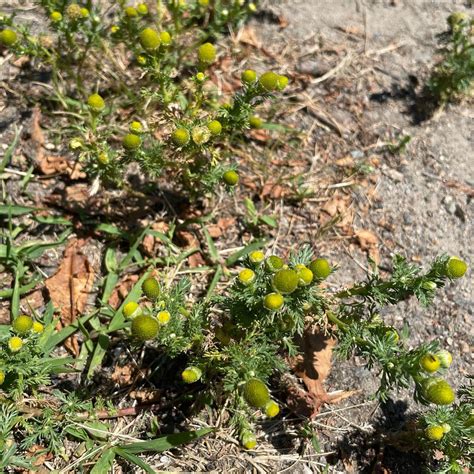 Matricaria Discoidea Pineapple Weed Eat The Planet