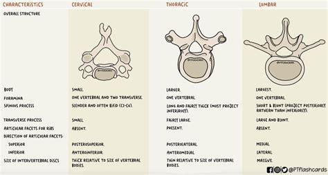 Pt Flashcards On Twitter Comparison Of Major Structural Features Of