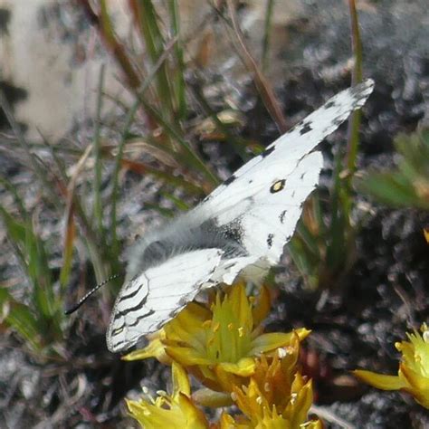 Sierra Nevada Parnassian Parnassius Behrii Wh Edwards 1870
