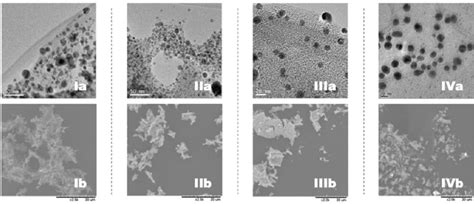Physicochemical Characterization Of Selected Nanobiohybrids A Tem Download Scientific Diagram