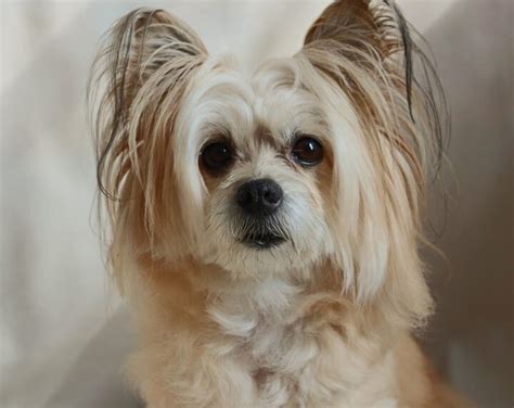 How Much Does A Pomapoo Cost