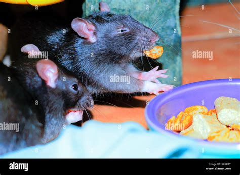 Rats Eating Meat
