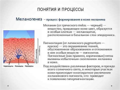 Программа осветления ПОНЯТИЯ И ПРОЦЕССЫ Меланогенез