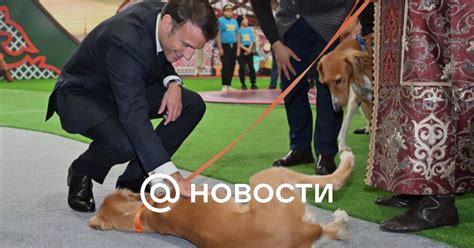 Подарок Токаева президент Франции назвал щенков породы тазы Жюль и Жанна Новости Mail