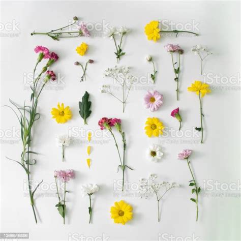 흰색 배경에 봄 다채로운 꽃과 창조적 인 평면 평지 광장 구성 자연 조명과 그림자 플랫 레이 0명에 대한 스톡 사진 및 기타 이미지 Istock