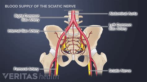 Sciatic Nerve Anatomy And Physiology