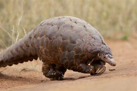 Worlds Most Trafficked Mammal The Pangolin Flunking Monkey