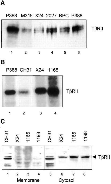 Murine Pcts Contain Active Intracellular Tβrii A Affinity Download Scientific Diagram