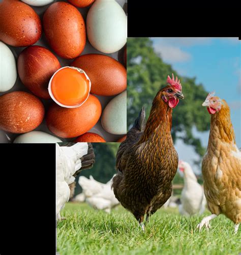Happy Egg • Heritage Eggs