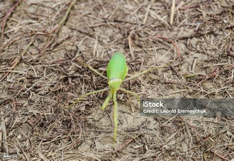 지상에 사마귀입니다 사마귀는 카메라 보고입니다 사마귀 벌레 포식 가득 찬에 대한 스톡 사진 및 기타 이미지 가득 찬 경제 곤충 Istock