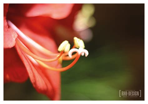 Amaryllis Extreme Bokeh On Behance