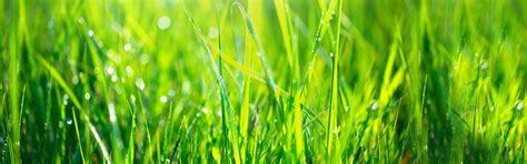 How To Get Rid Of Ticks Far View Tree And Lawn Care Pine Plains Ny