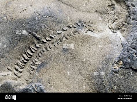 Examples Of Trace Fossils At John Mclain Blog