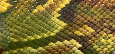 Couverture Texture Peau Python №63831
