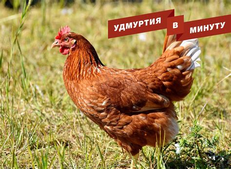 Курица Фото Картинки —