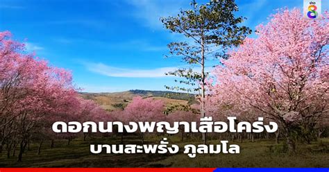 ดอกนางพญาเสือโคร่ง บานสะพรั่ง ภูลมโล