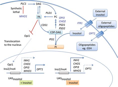 The Pertinent Features Of The Phosphocholine Pathways The Cdp Dag Download Scientific Diagram