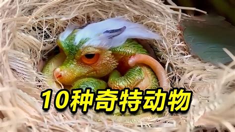 野外發現很像龍的動物 不吃不喝能活6年10種怪異生物 影片 小魚愛探索 乾淨世界