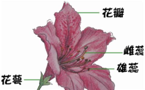 动手造轮子自己实现人工智能神经网络ann，解决鸢尾花分类问题golang118实现java六狼博客技术博客技术论坛六狼网络六