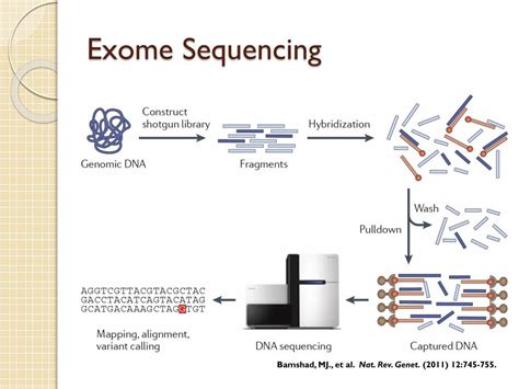 Ppt Exome Sequencing As Molecular Diagnostic Tool Of Mendelian Diseases Powerpoint