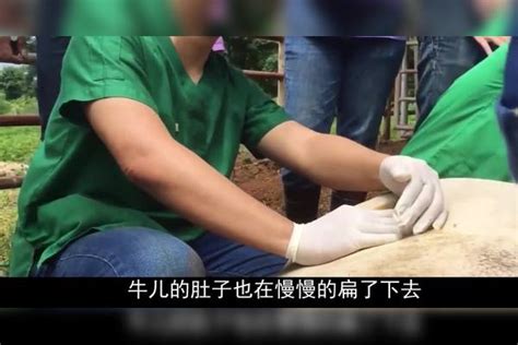 老牛不吃不喝肚子肿胀异常兽医一根铁钉找出问题所在 铁钉 肚子 老牛