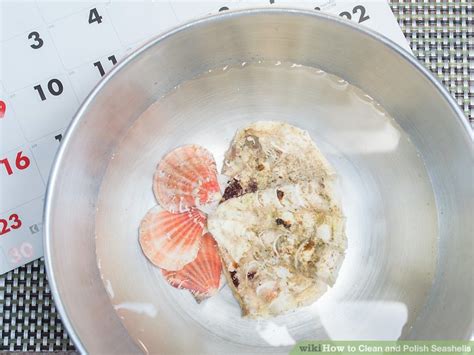 How To Clean And Polish Seashells 12 Steps With Pictures
