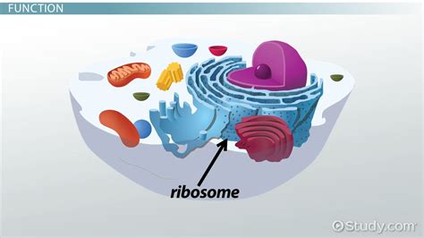 Ribosomal Rna Definition Synthesis And Location Lesson