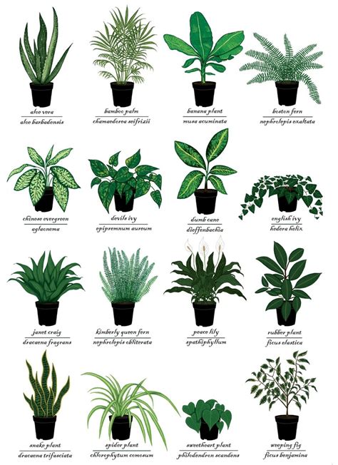Indoor Tropical Plants Identification Bundle Of 4 Assorted Foliage